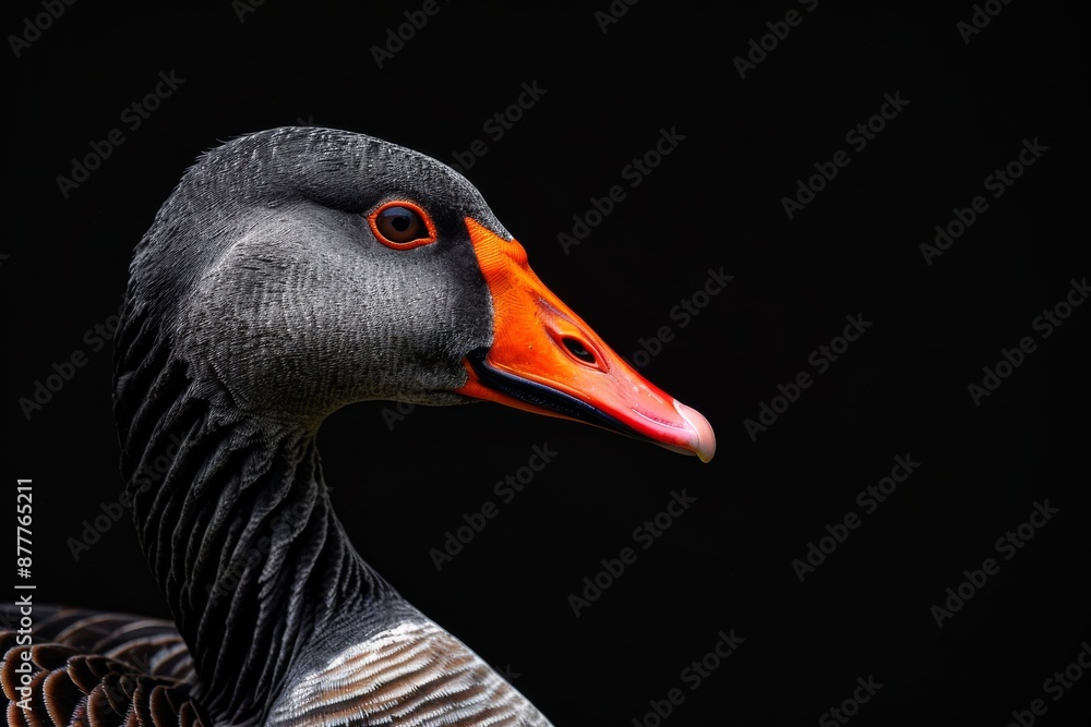 Mystic portrait of Swan Goose, full body view, isolated on black ...