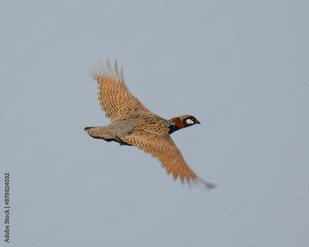 Black Francolin (Francolinus francolinus) in flight over a wetland of ...