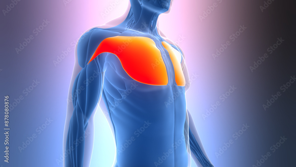 Human Muscular System Torso Muscles Pectoral Muscles Anatomy Stock ...