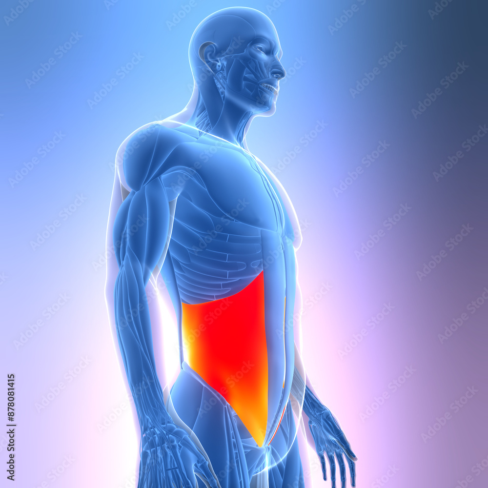 Human Muscular System Torso Muscles Internal Oblique Muscles Anatomy ...