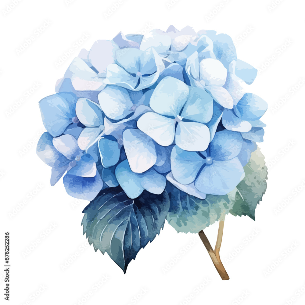 blue hydrangea isolated on white, Watercolor blue hydrangea ...