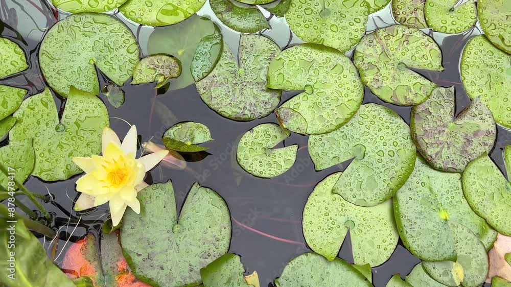 A pond with a yellow flower in the middle. The pond is full of lily pads. The lily pads are ...