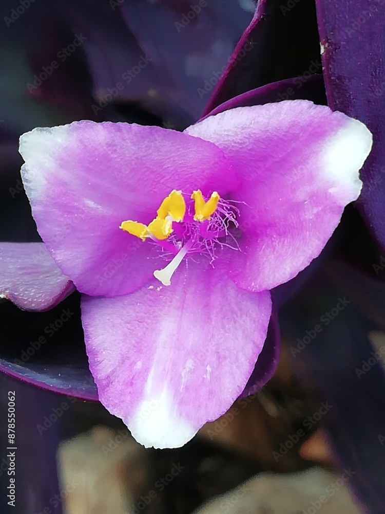 Flor de Tradescantia pallida, planta vivaz de color morado hermosa en ...