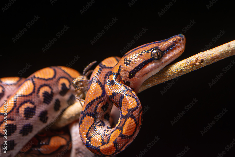 photos of rainbow boa, a beautiful snake from the Peruvian Amazon, its ...