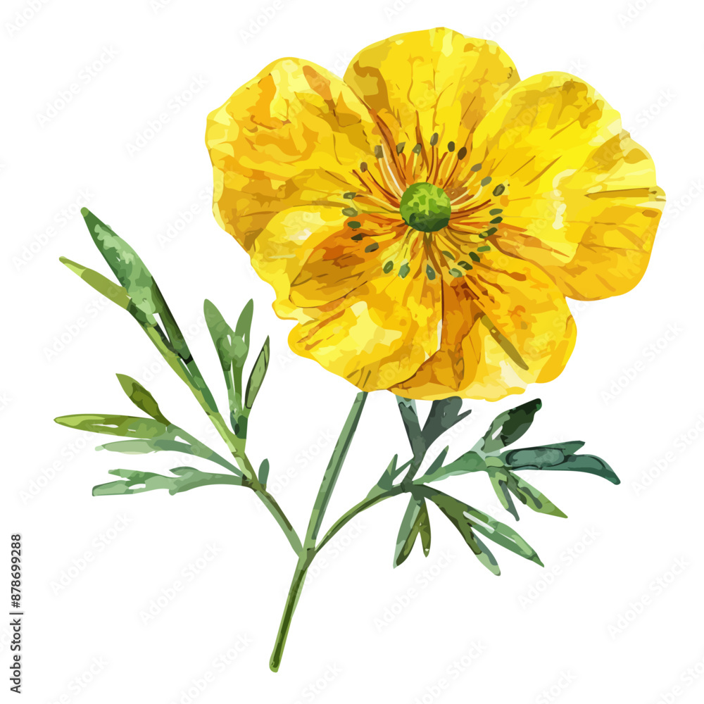Watercolor Illustration vector of a Buttercup flower, isolated on a ...