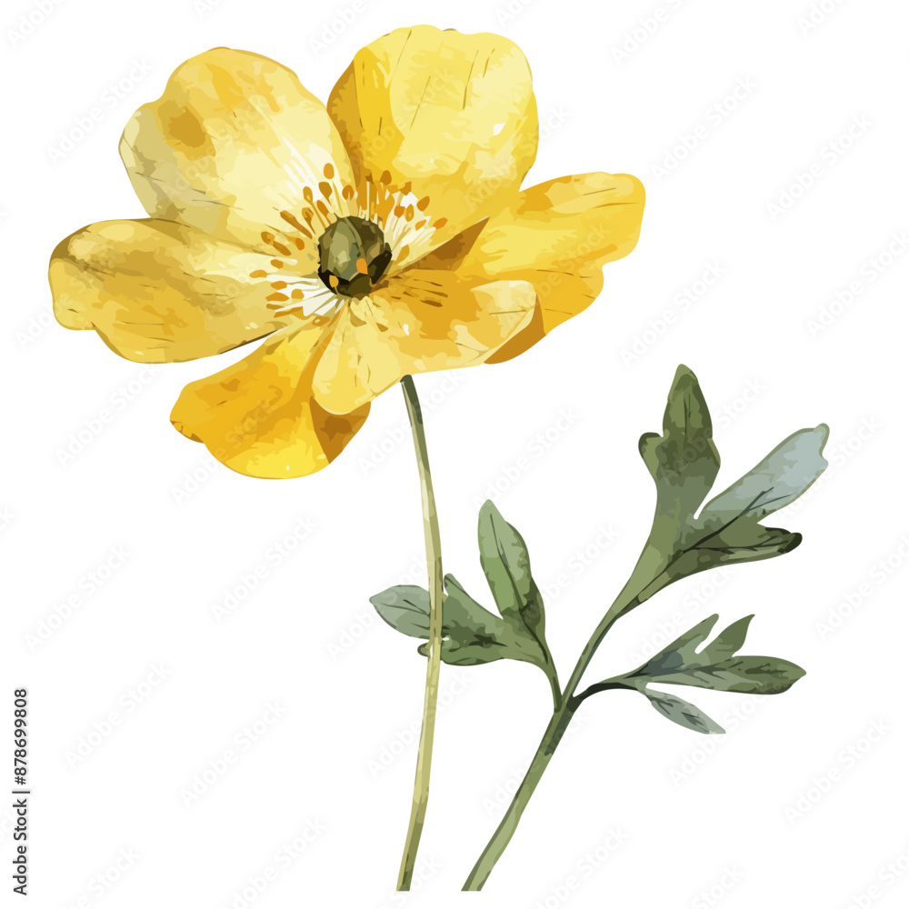 Watercolor painting vector of a Buttercup flower, isolated on a white ...