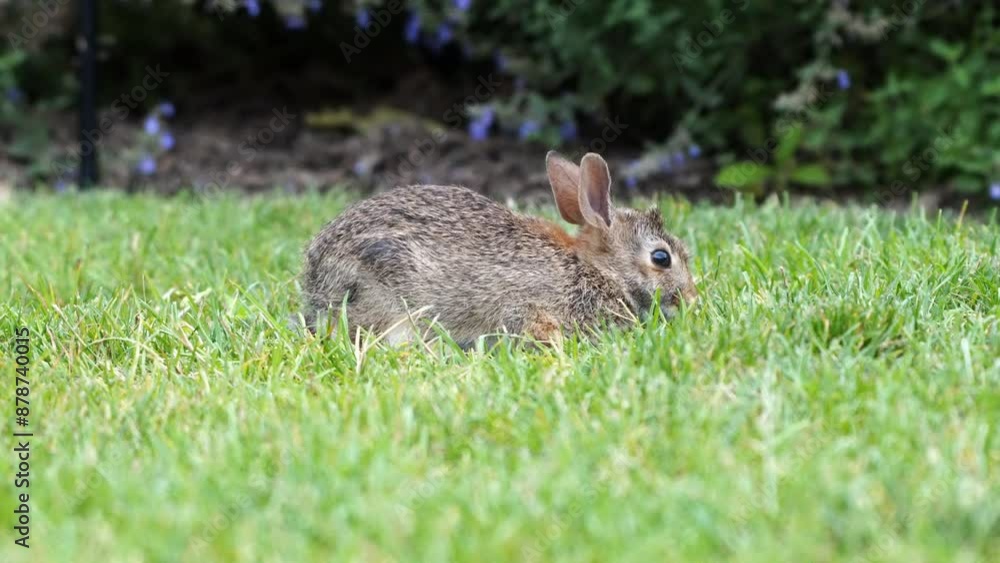 eastern cottontail, cute, wild, rabbit, cottontail, plant, Toronto ...