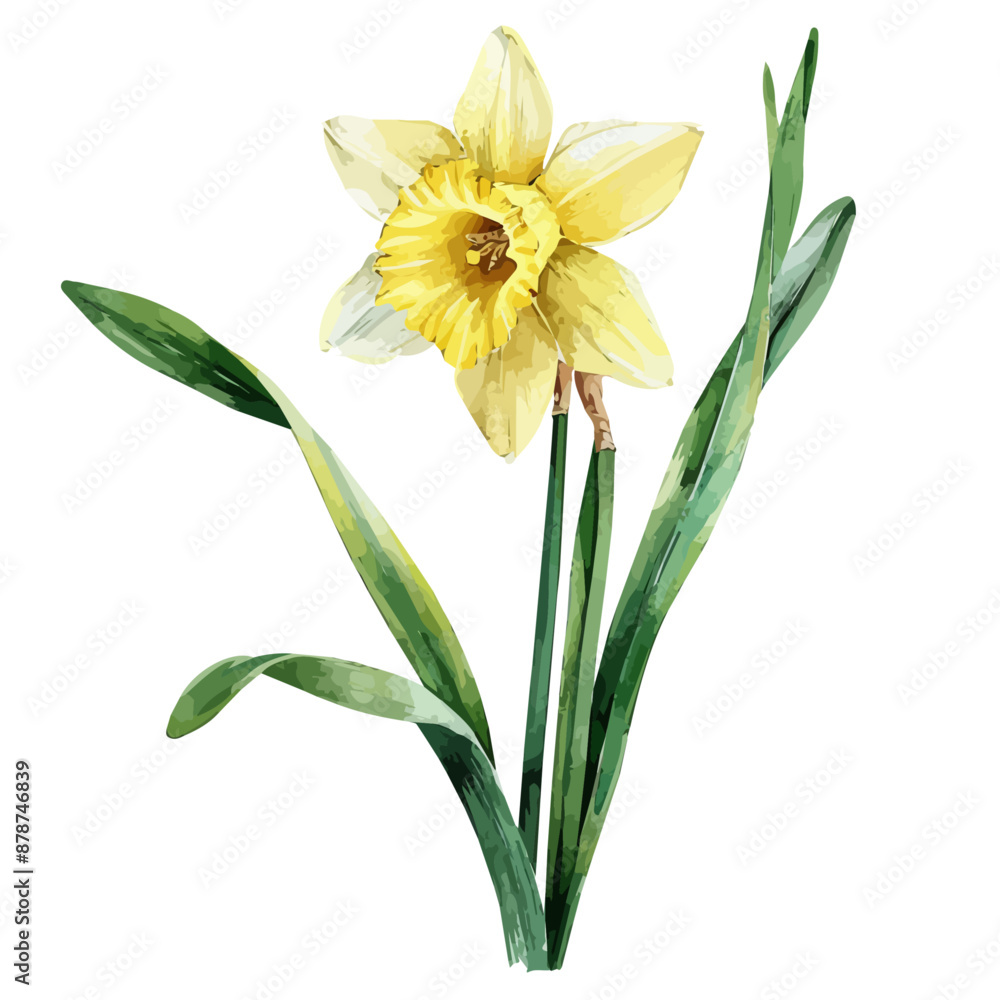 Watercolor painting vector of a daffodil flower, isolated on a white ...