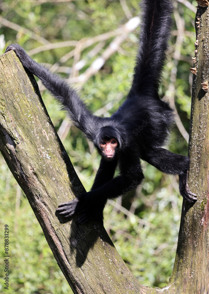 The red-faced spider monkey (Ateles paniscus) also known as the Guiana ...