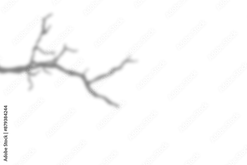 Plant shadow png, Botanical shadow in transparent background, design ...