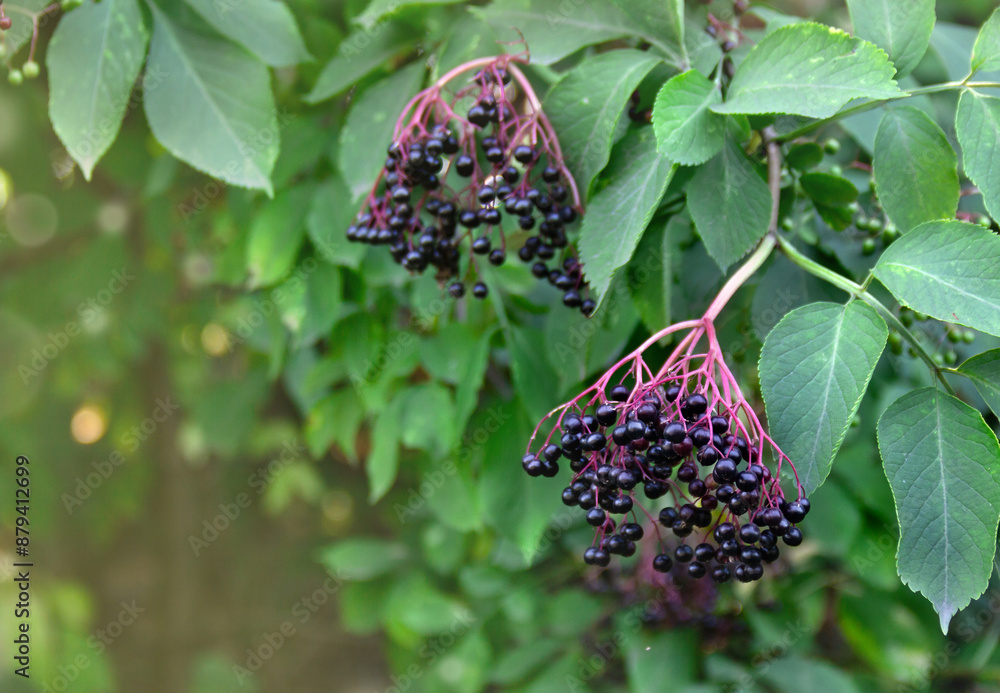 Clusters fruit black elderberry in garden in sun light (Sambucus nigra ...