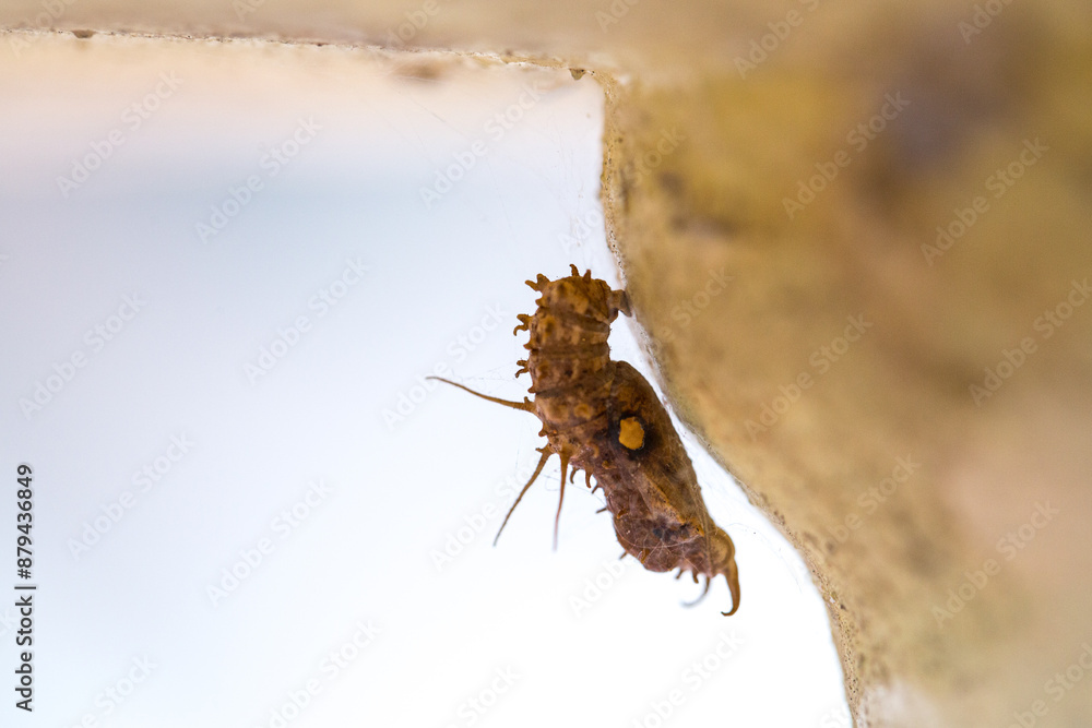 Butterfly pupa hanging from a branch transforming in a cocoon Stock ...