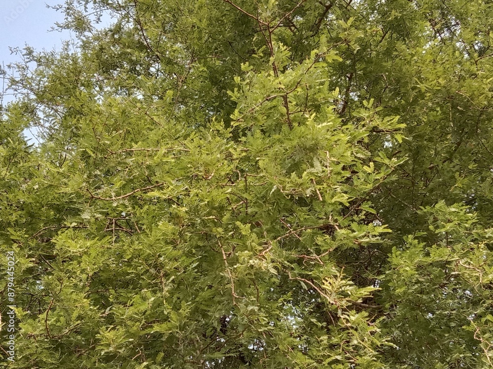 Compound leaves of Prosopis cineraria plant or Ghaf tree young leaves ...