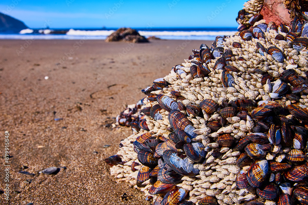 Mussels and Barnacles on Rock at Whaleshead Beach Close-Up Stock Photo ...