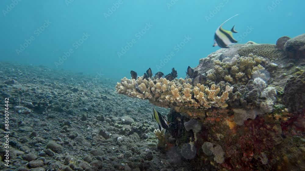 Small fish hide among the branches of a hard coral growing on a large ...