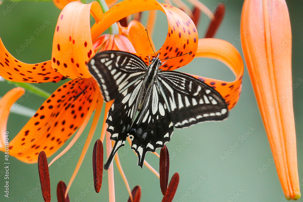 July 11, 2024-Sangju, South Korea-Swallowtail butterfly(Papilio xuthus ...