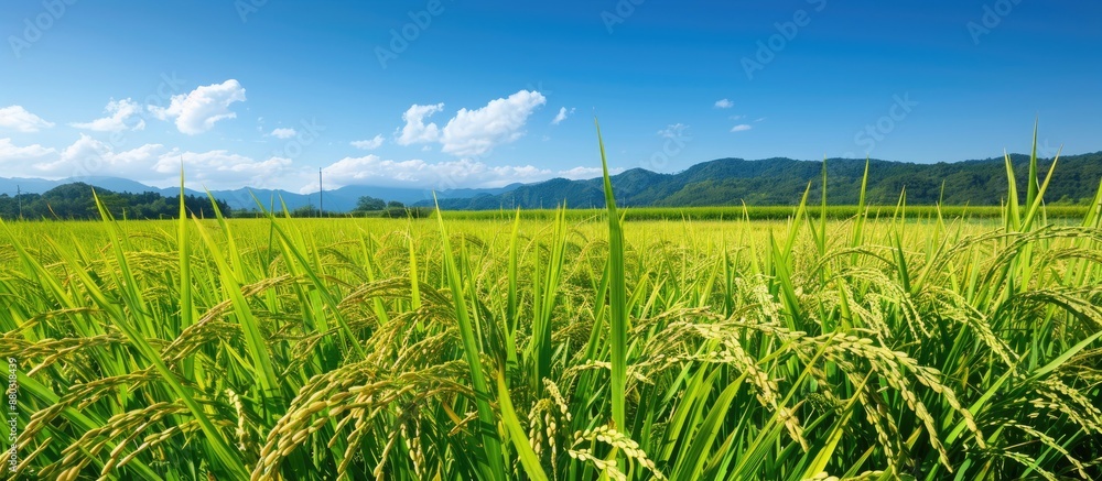Copy space image of Japanese rice fields pre-harvest with a backdrop of ...