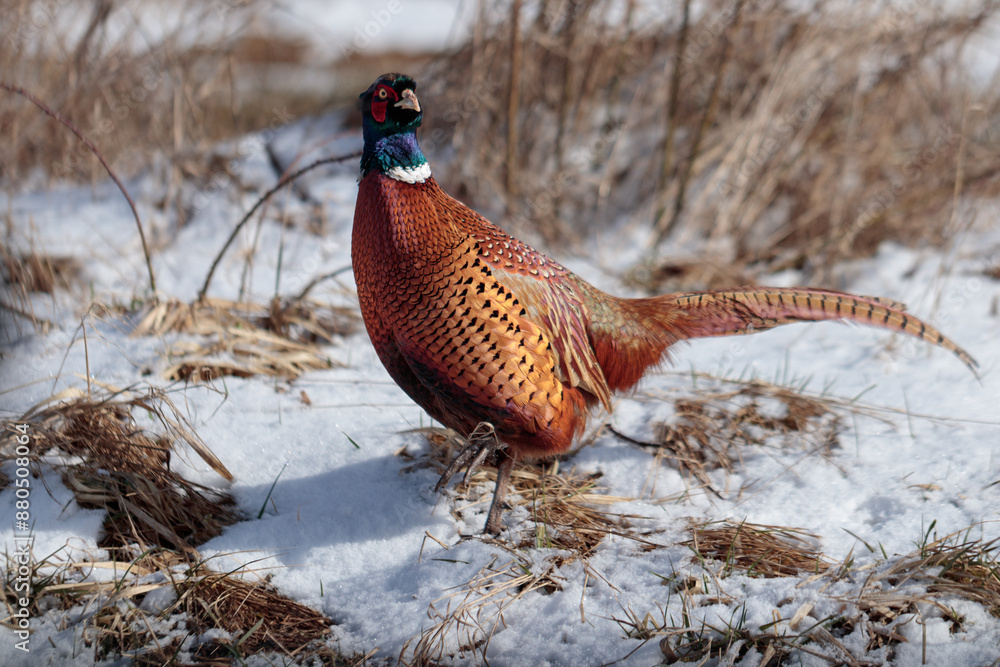 Pheasants are large, long-tailed game birds. The males have rich ...