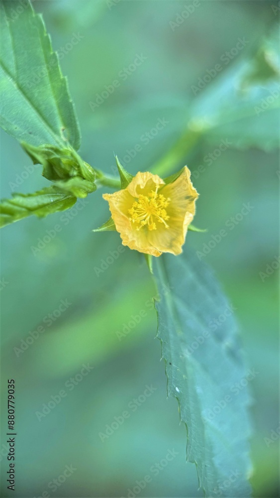 Common name: wire weed (Eng.) Woody herb with erect, long branches ...