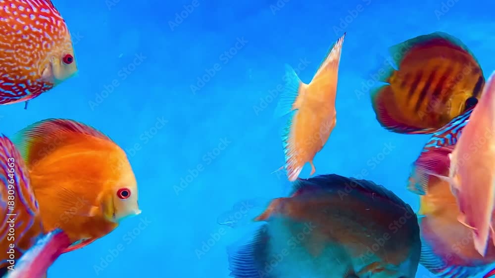 4K This clip features brightly colored discus fish swimming in an ...