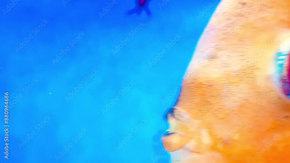 4K This clip features brightly colored discus fish swimming in an ...
