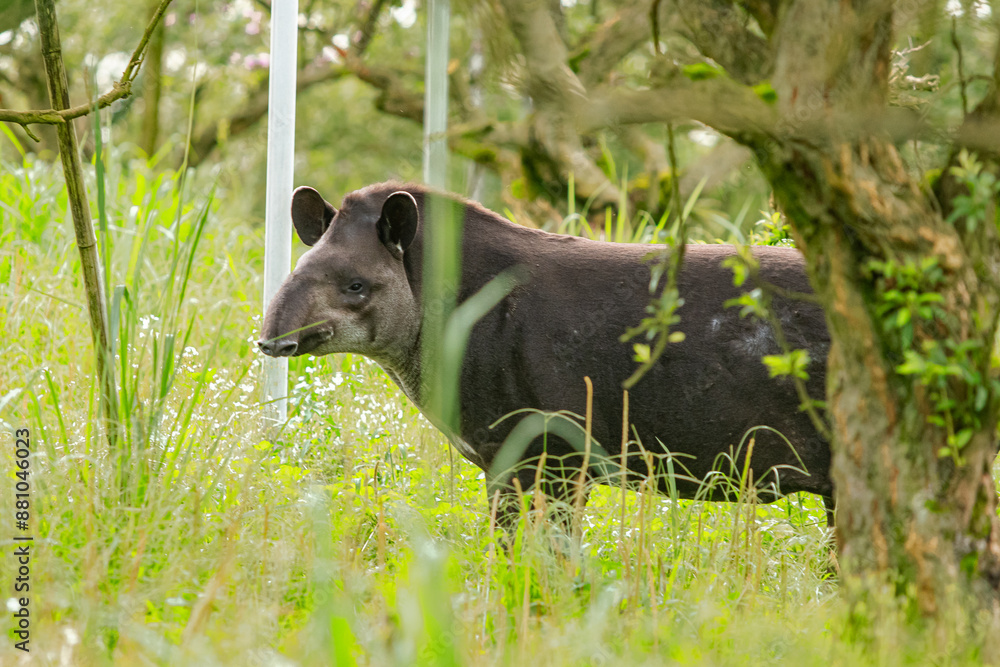 Anta brasileira em um campo de ameixas / Brazilian tapir in a plum ...