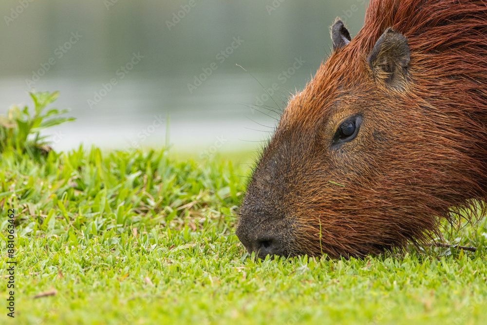 Capivara comendo / Capybara eating Stock Photo | Adobe Stock