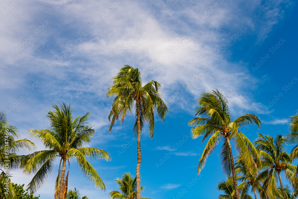 Tropical scene with sky and palm tree. Tropical summer vacation. Exotic ...