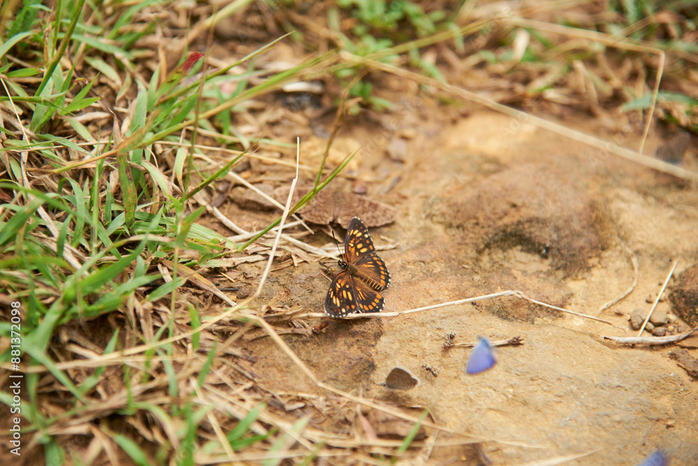 Theona checkerspot, Chlosyne theona, butterfly opens while perched on ...
