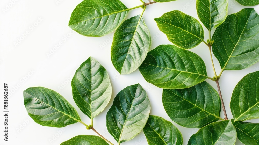 Indian almond leaves with branches on white background for lush green ...