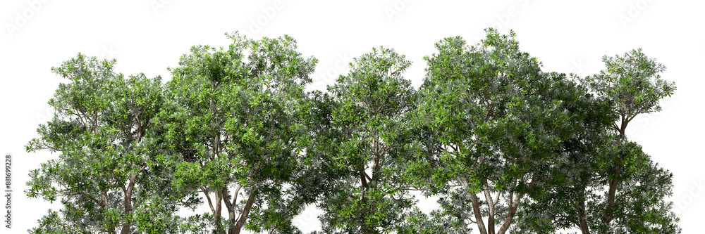 Nature trees botany group habitat isolated on transparent backgrounds ...