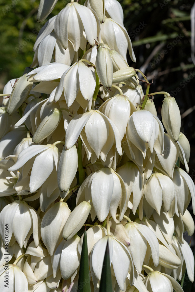 Yucca gigantea (syn. Yucca elephantipes) is a species of flowering ...