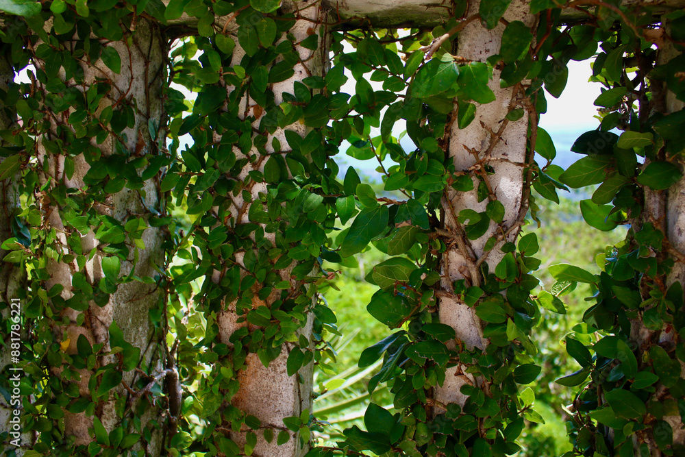 Pillars covered with creeping figs. Concrete pillars entwined with ...