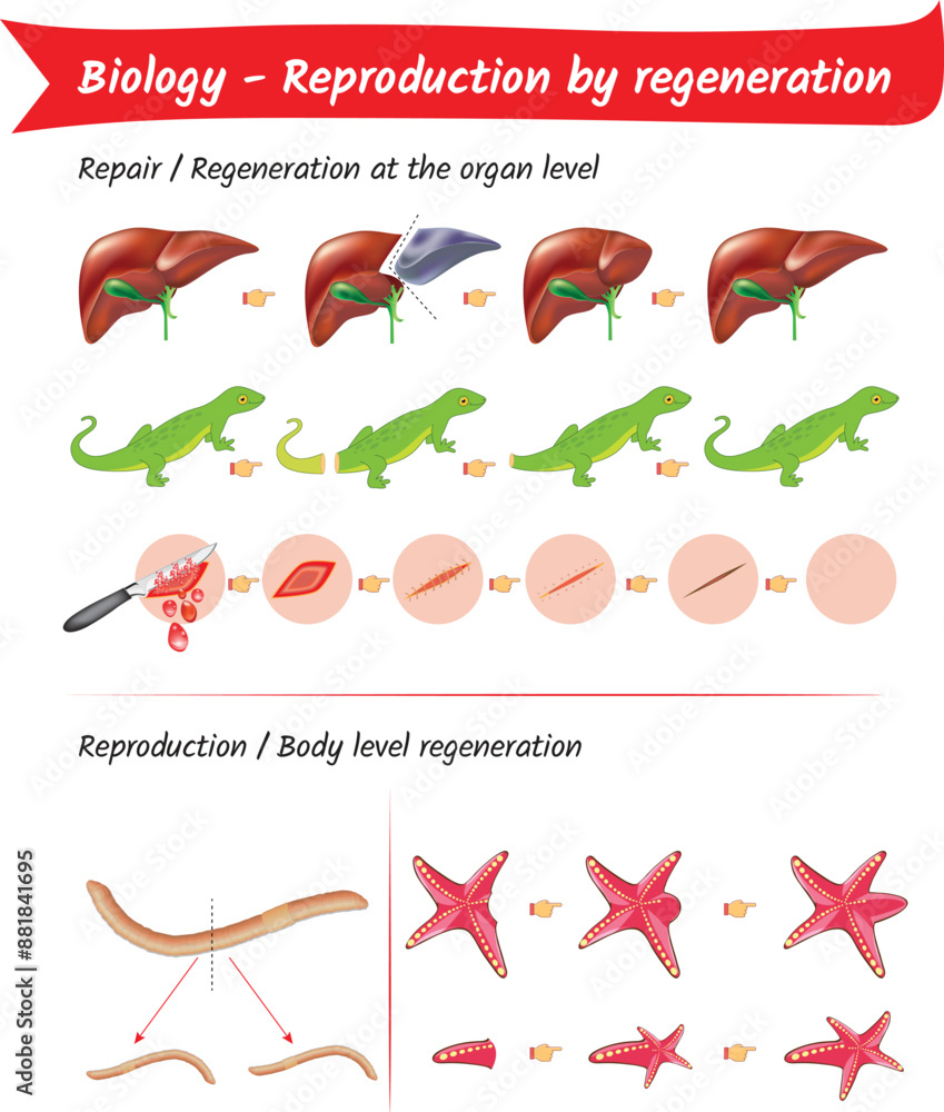 Biology - Reproduction by regeneration and repair, wound healing phase ...