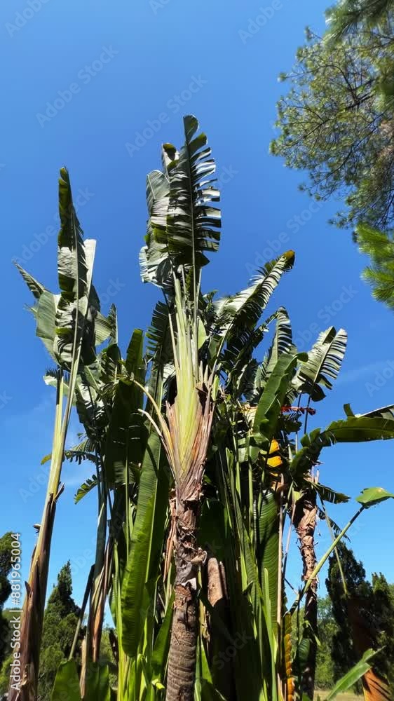 Vertical footage capturing a lush banana tree with broad green leaves ...