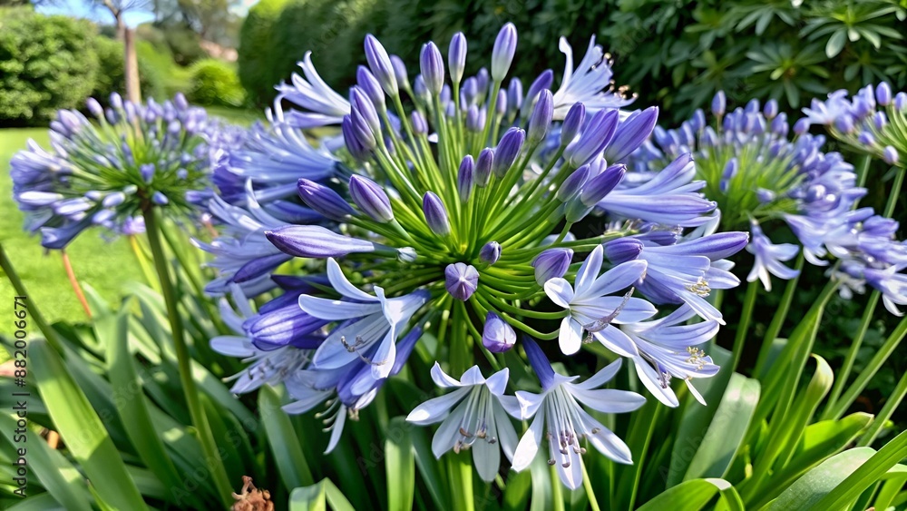 Agapanthus praecox (common agapanthus, blue lily,African lily, or lily ...