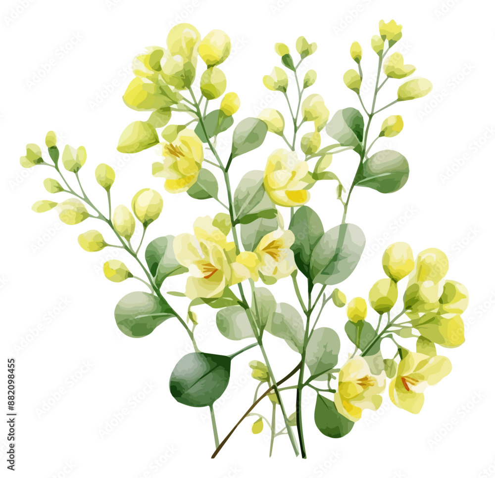 watercolor green moringa, vector moringa leaf, isolated on a white ...