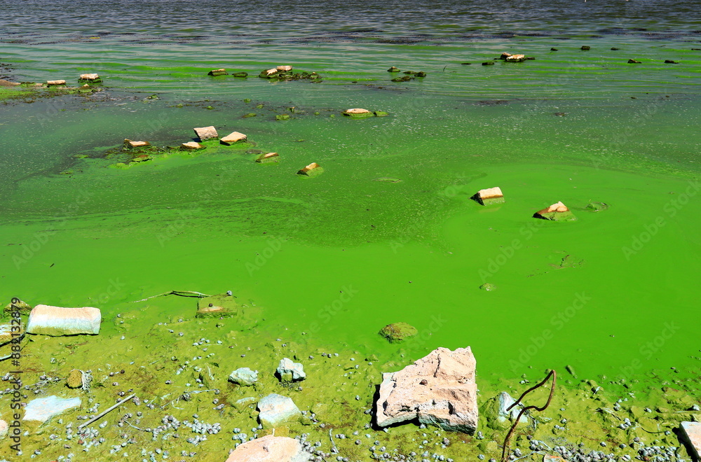 Water pollution by blooming blue green algae - is world environmental ...