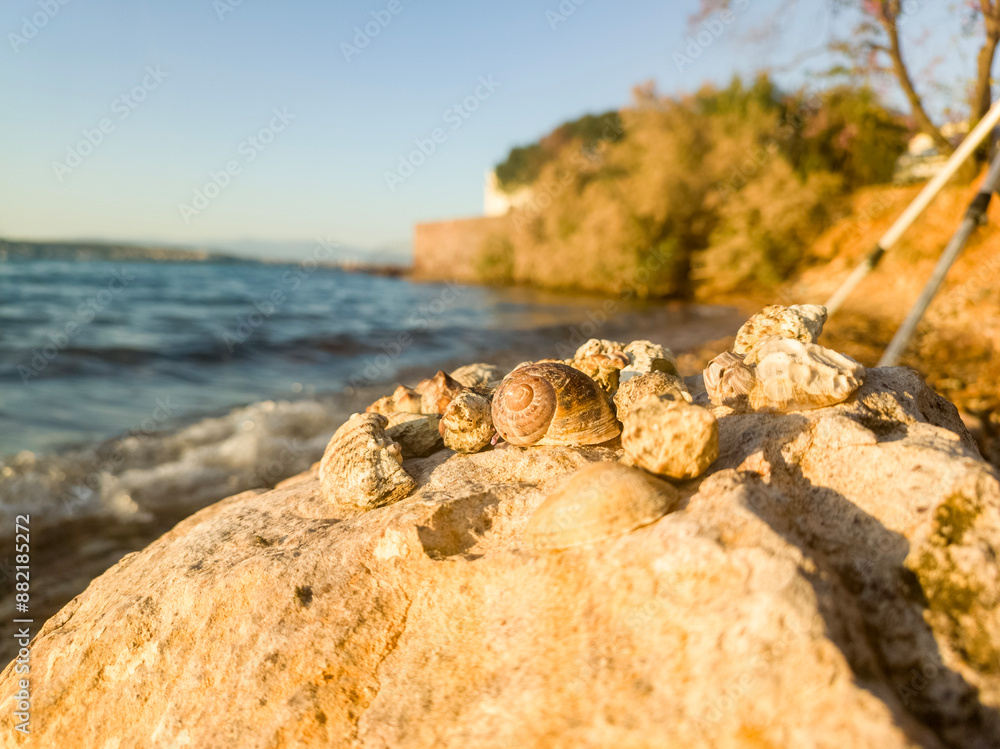 shells collected on the beach representing a family. A seashell on a ...