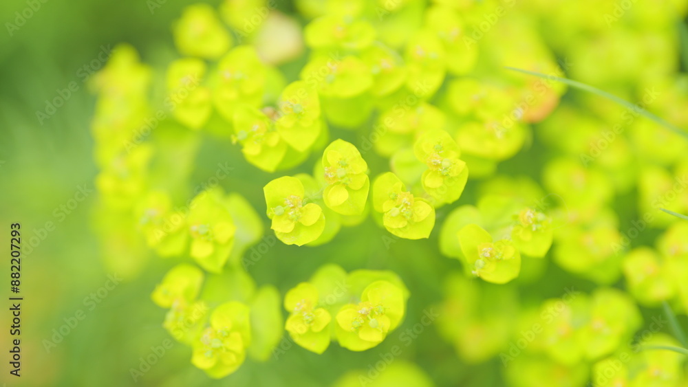 Cypress spurge or euphorbia cyparissias. Succulent poisonous plant ...