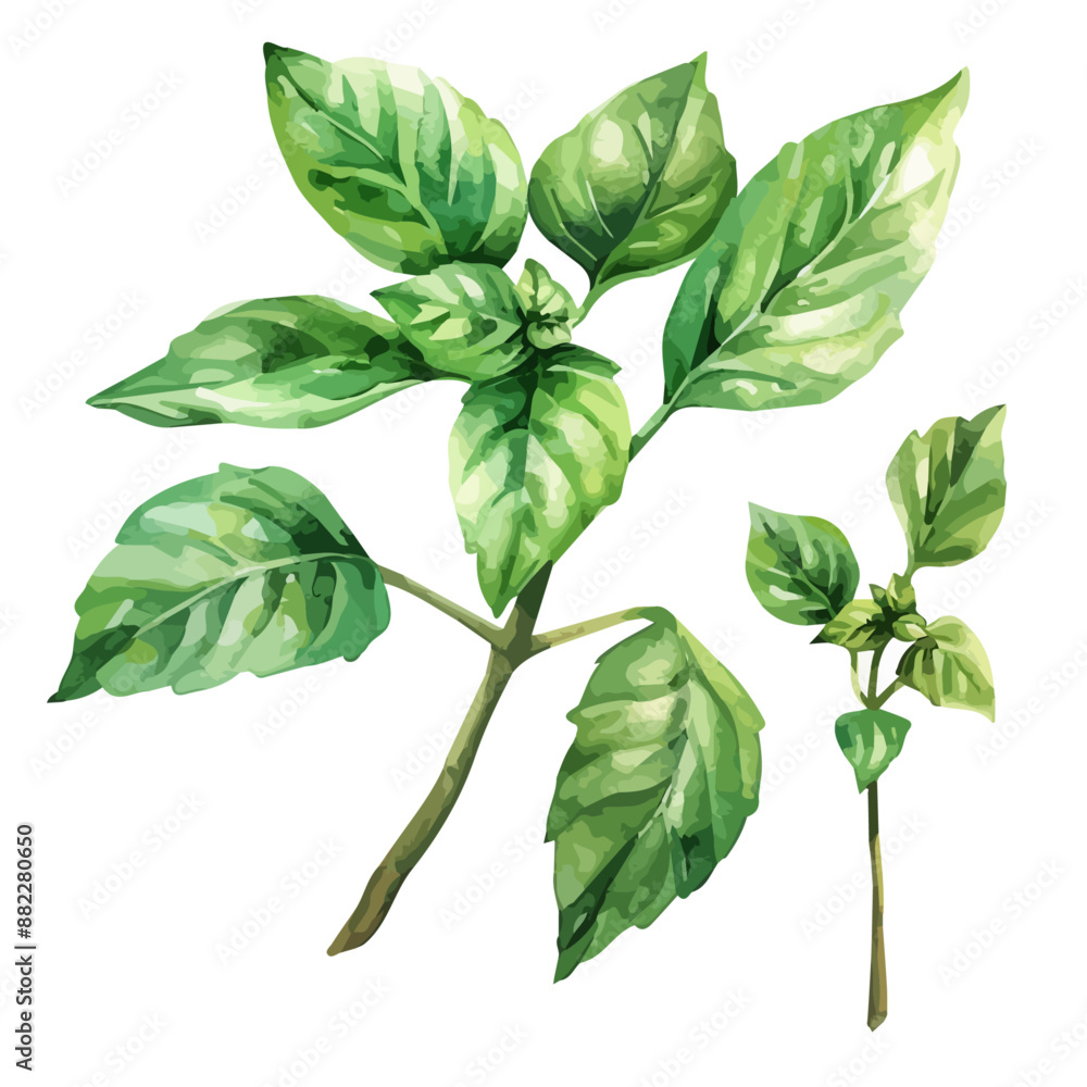 Watercolor vector of Basil plant, isolated on a white background ...