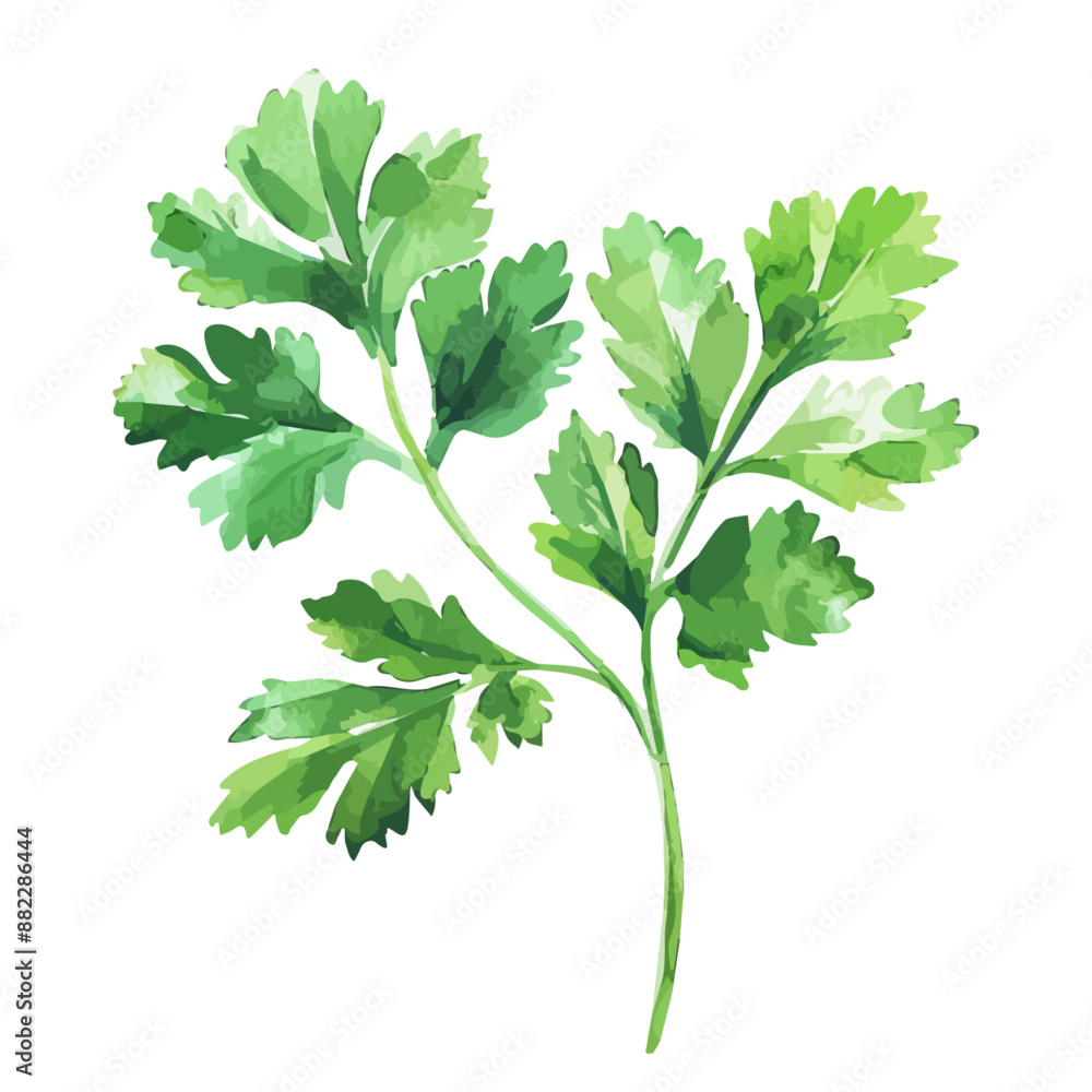 Watercolor painting of Coriander plant, isolated on a white background ...