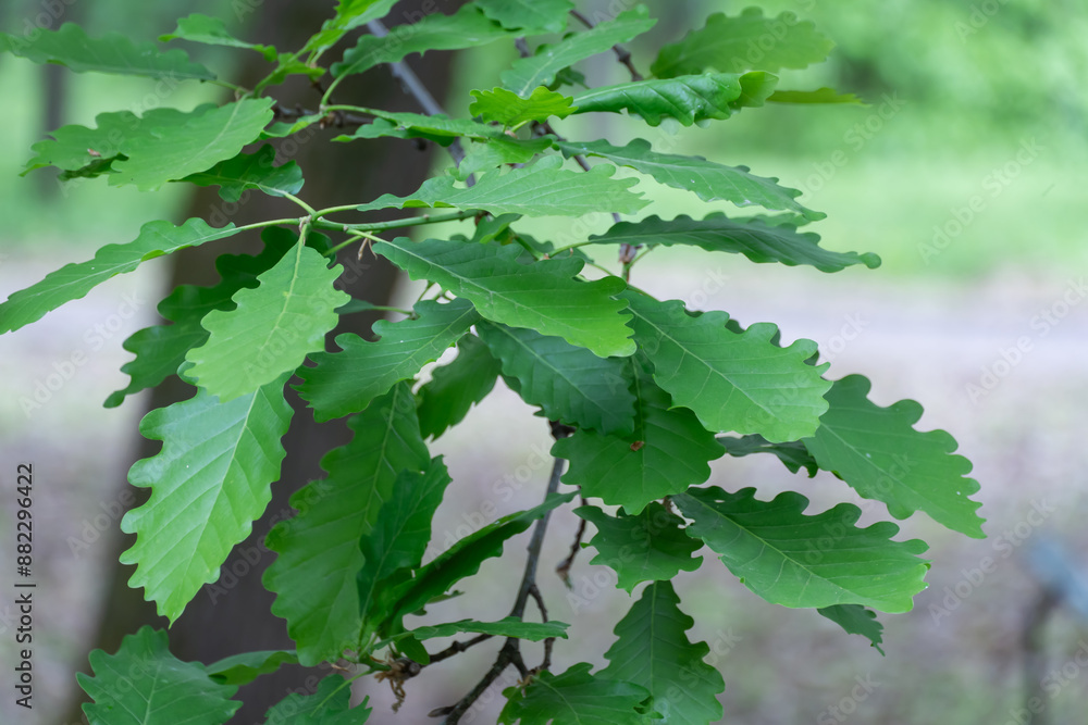 Green leaf of stately tree georgian oak is subspecie sessile oak ...
