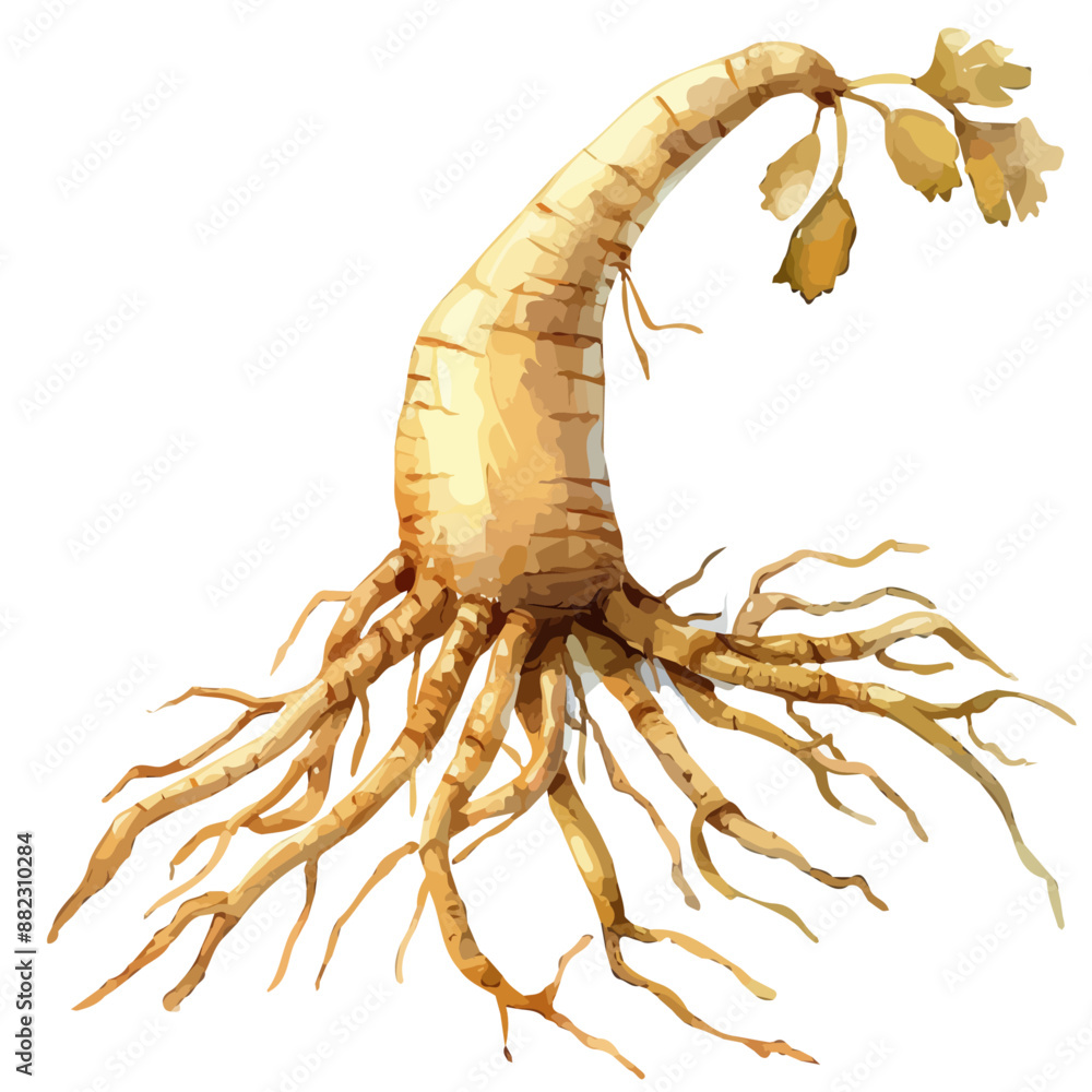 Vecteur Stock Watercolor of Ginseng, isolated on a white background ...