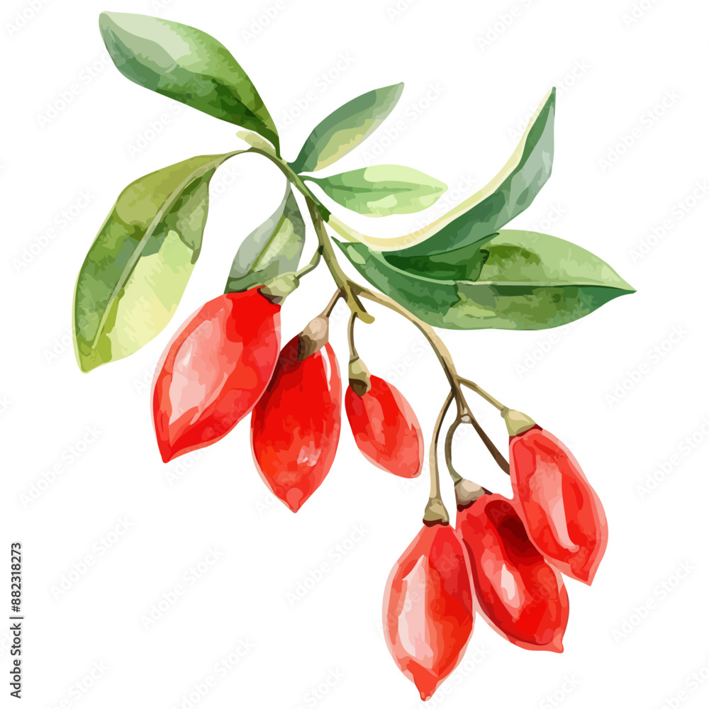 Watercolor Illustration of goji berry, isolated on a white background ...
