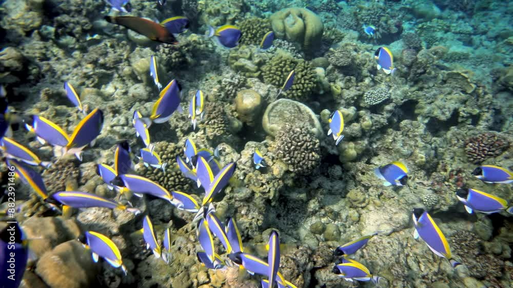 Beneath the crystalclear blue waters, vibrant coral reefs provide a ...