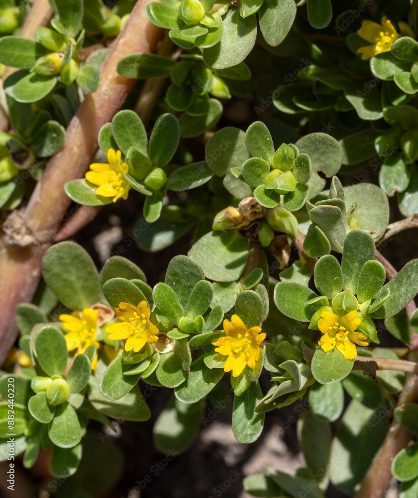 Portulaca oleracea, also known as common purslane, little hogweed, or ...