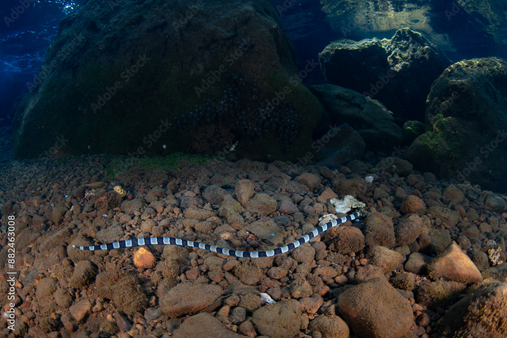 A Banded snake eel, Myrichthys colubrinus, swims along a rock and sand ...