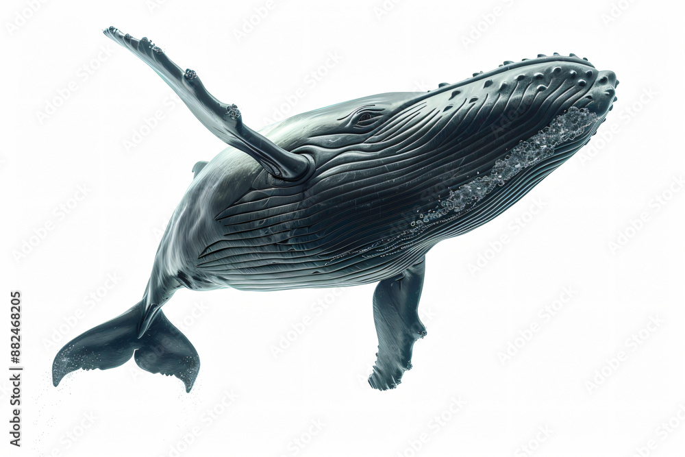 Humpback whale gracefully swims towards the water's surface, exhaling ...