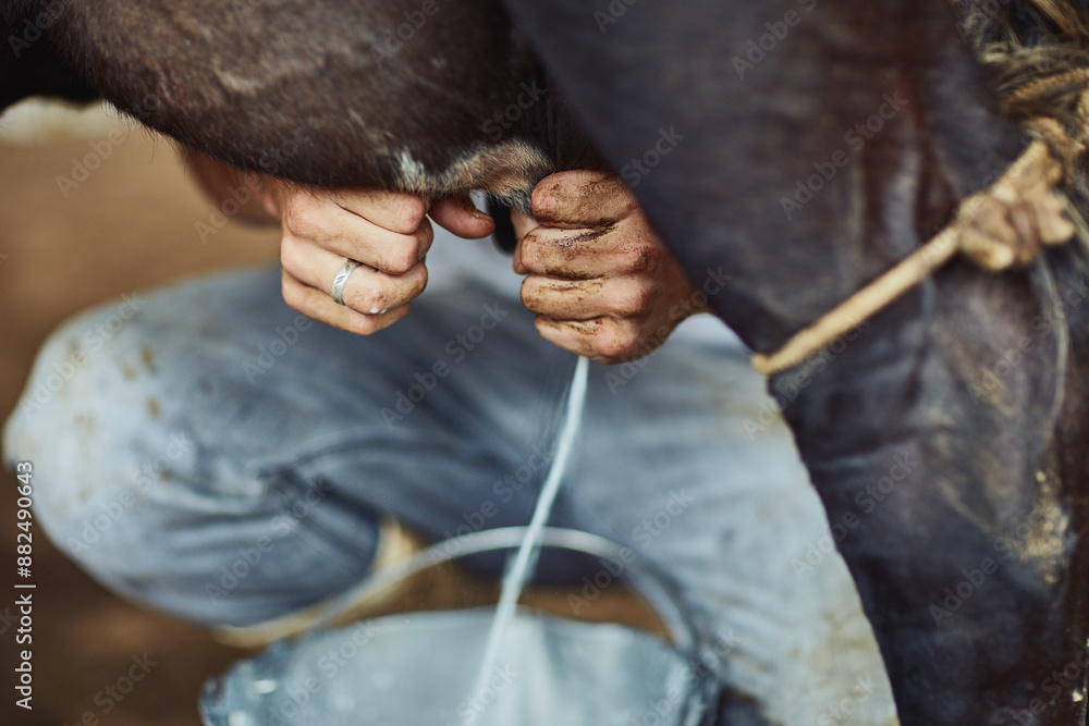 Person, farmer and milking cow with hands for fresh produce or calcium ...